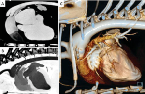 Veterinarian in Corona, CA - Animal Medical Center of Corona